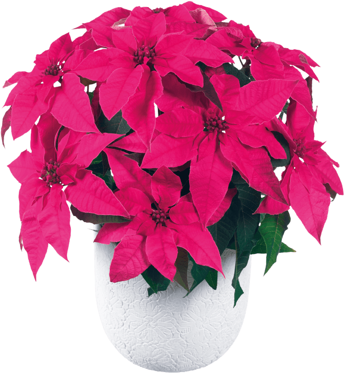 Download Princettia Ultra Pink - Full Size PNG Image - PNGkit