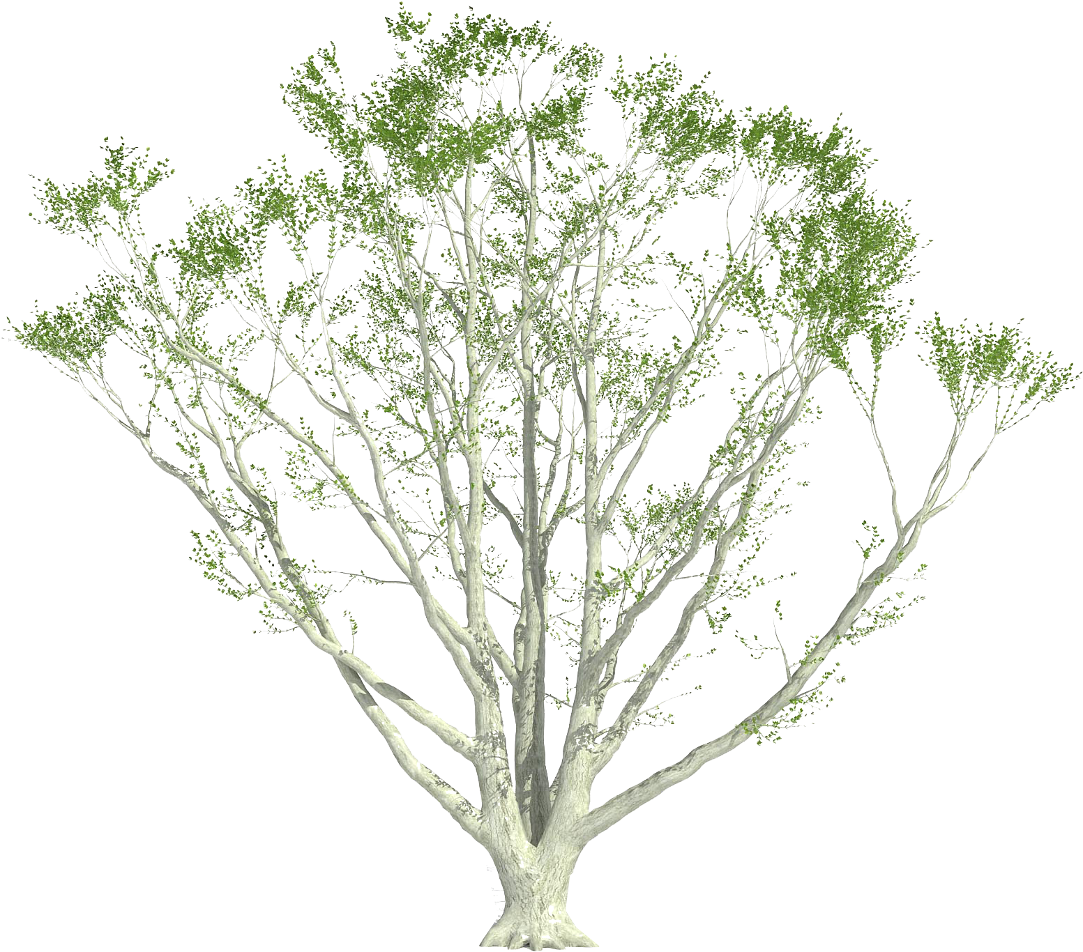 Download Cutout Plant Shrub Shrubs, Perspective, Arch, Photoshop ...