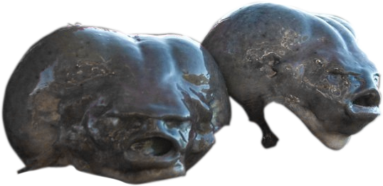 Download Devil's Spawn Blobfish Heads - Blobfish - Full Size PNG Image ...