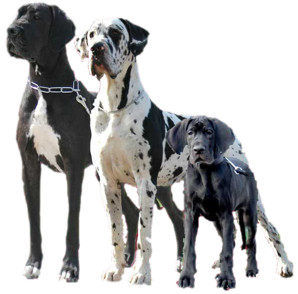 Download Often Called The Apollo Of Dogs, The Great Dane Can - Great ...