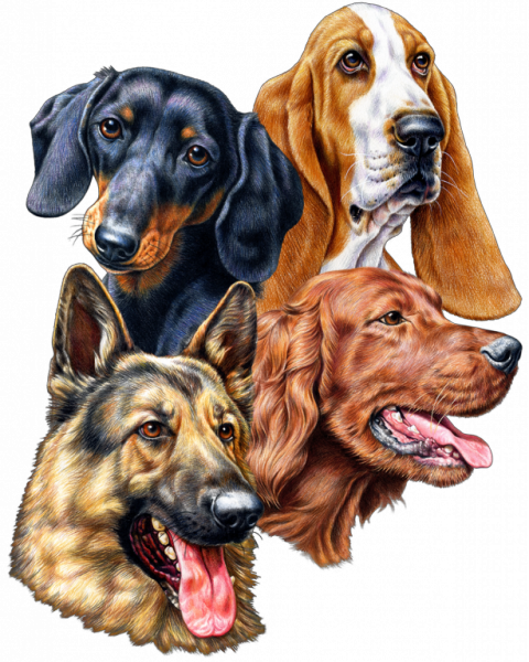 Download Great Dane Graphics Dog Breeds - German Shepherd Face Png ...
