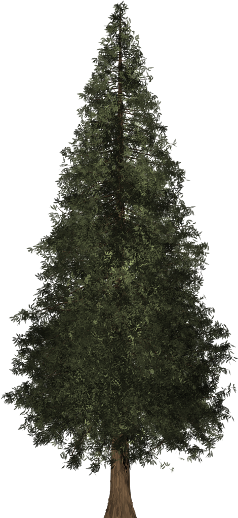 Download Redwood Tree Png Image Freeuse - Fir Tree 3d Model - Full Size ...