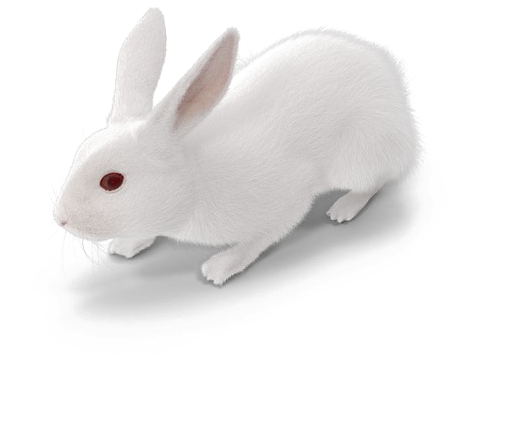 Download White Rabbit Png Free Download - Domestic Rabbit - Full Size ...