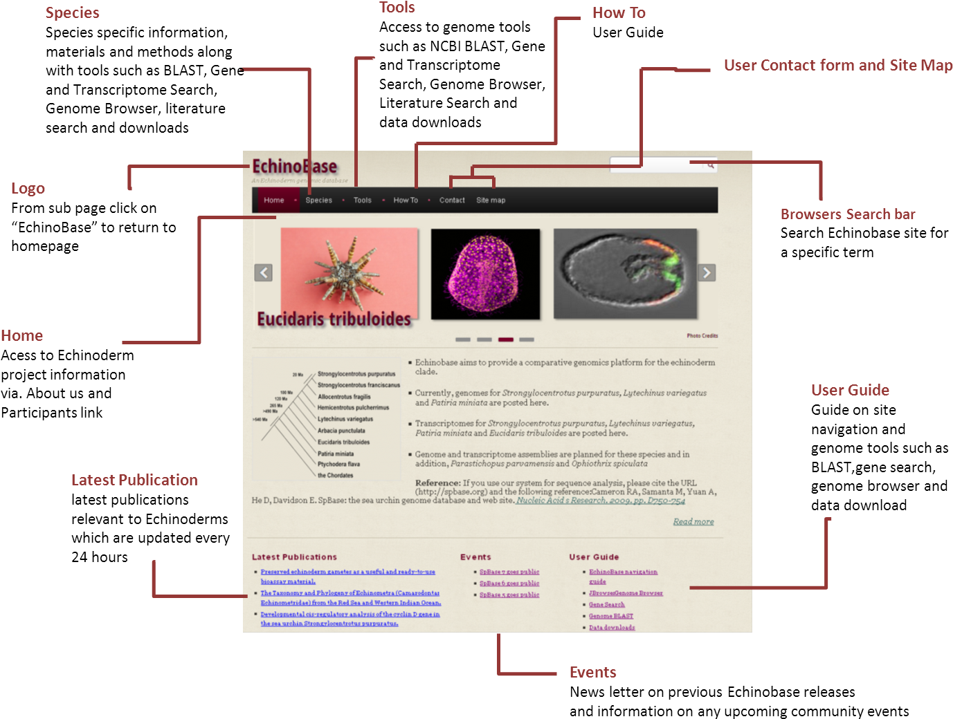 Download Echinobase Navigation Guide - Navigation - Full Size PNG Image - PNGkit