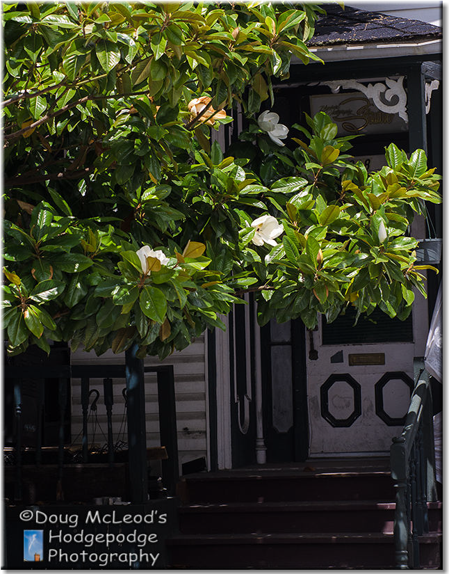 Download Canada Victoria Variety Grandiflora Magnolia Tree - Full Size ...