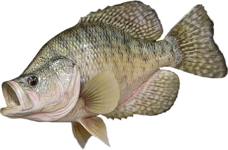 Download Image - Bluegill With White Background - Full Size PNG Image ...