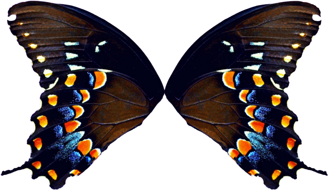 Download Butterfly Wings Png - Butterfly Wings - Full Size PNG Image ...