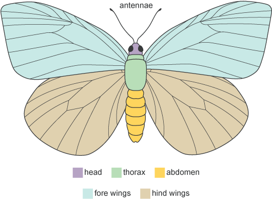 Download Diagram Showing The Main Anatomical Features Of A Butterfly ...
