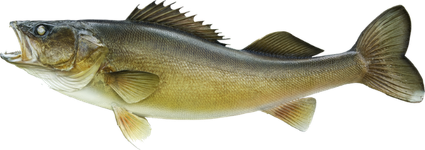 Download Walleye - Walleye And Trout - Full Size PNG Image - PNGkit
