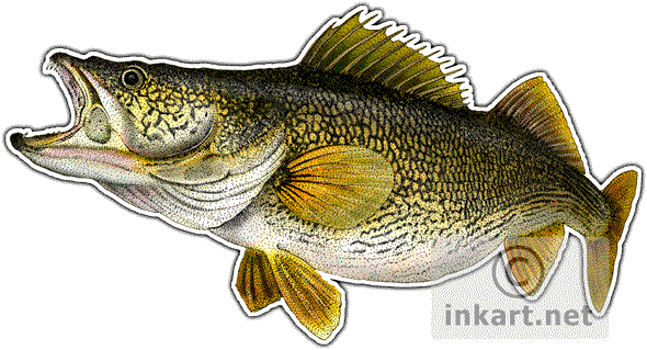 Download Walleye Decal - Artwork Of Walleye Fish - Full Size PNG Image ...