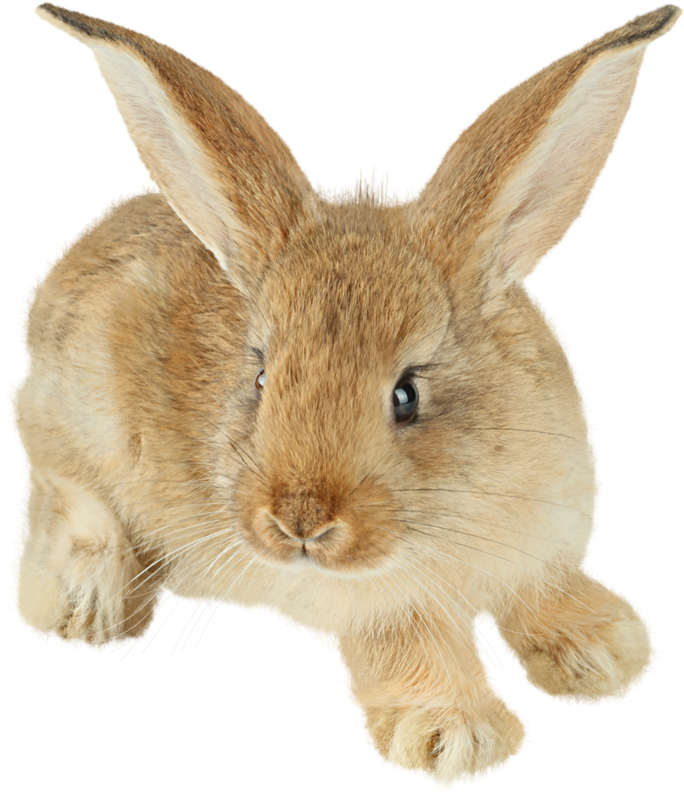 Download Rabbit Png - Full Size PNG Image - PNGkit