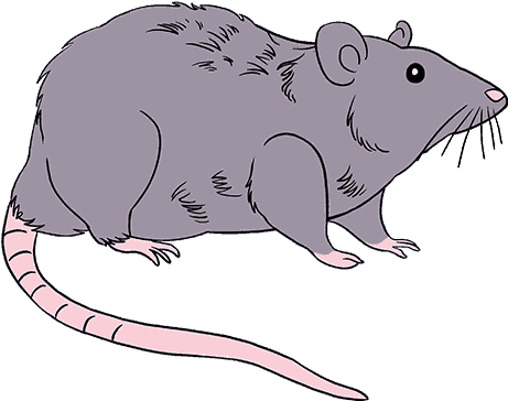 Download How To Draw A Rat - Drawing - Full Size PNG Image - PNGkit
