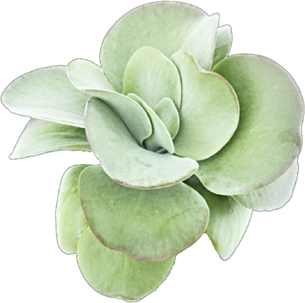 Download Succulent Png Image Transparent Library - Succulent Png - Full ...