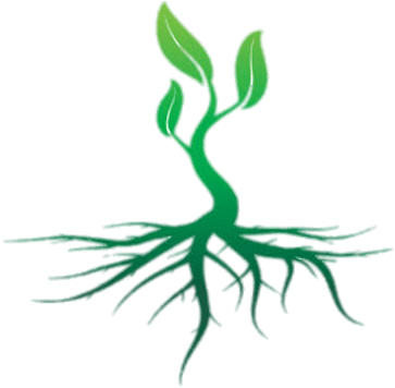 Download Roots Colour Illustration - Roots Of A Plant - Full Size PNG ...