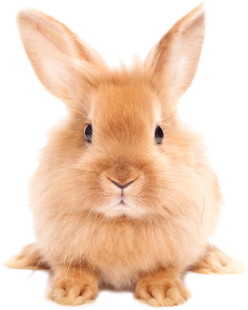 Download Full - Rabbit Png - Full Size PNG Image - PNGkit
