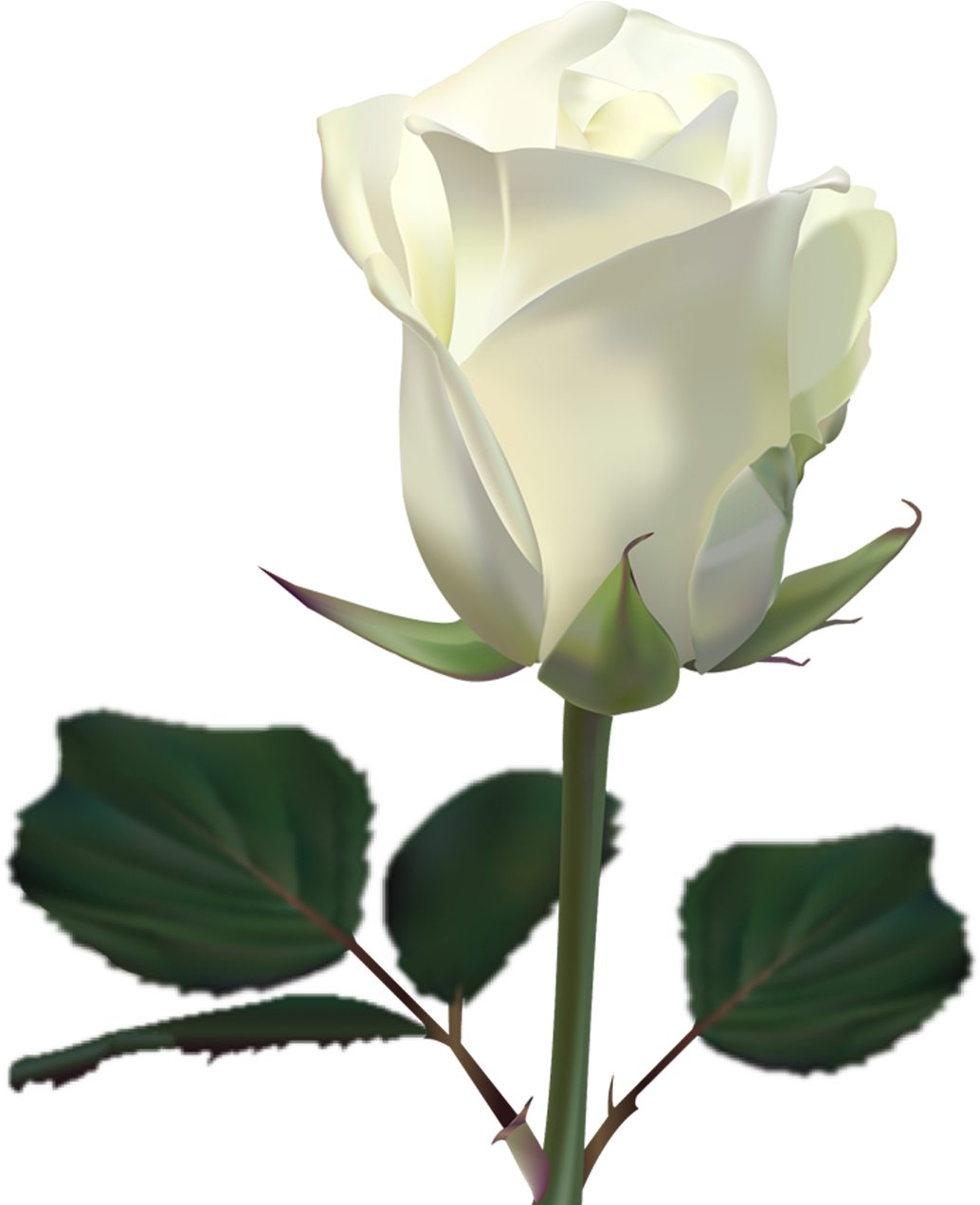 Download Go To Image - White Rose Wallpaper Png - Full Size PNG Image ...
