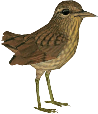 Download Stephen Island Wren - Wren Transparent - Full Size PNG Image ...