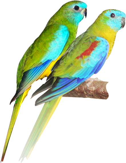 Download Color Theme Letting Nature Pick The Color Theme For ...