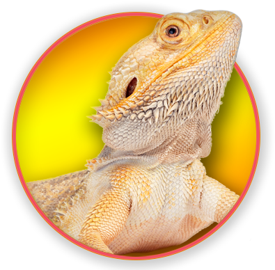 Download Magnet & Steel Bearded Dragon Calendar 2017 - Full Size PNG ...