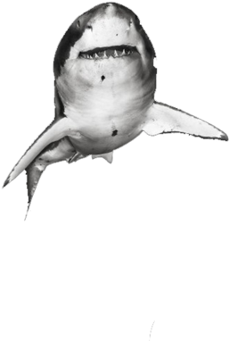 Download Great White - Tiger Shark - Full Size PNG Image - PNGkit