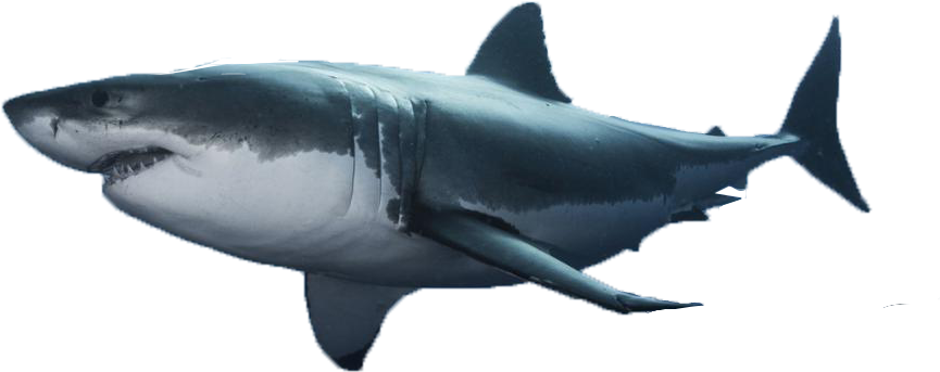 Download Habitat Great White Shark 753fa184d78b0e35 Dubcuitbqeyp ...