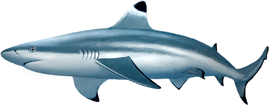 Download Blacktip Reef Shark - Blacktip Reef Shark Transparent - Full ...