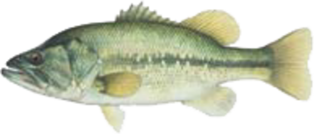 Download Data Charts For Largemouth Bass - Largemouth Bass Lateral Line ...