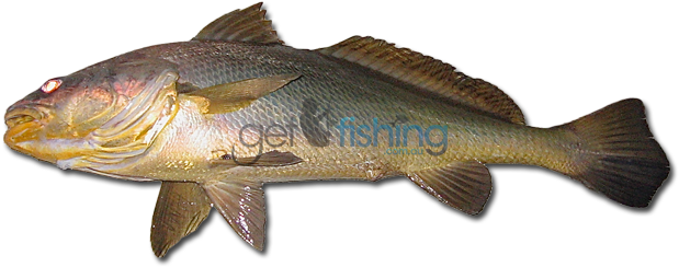 Download Black Jewfish - Full Size PNG Image - PNGkit