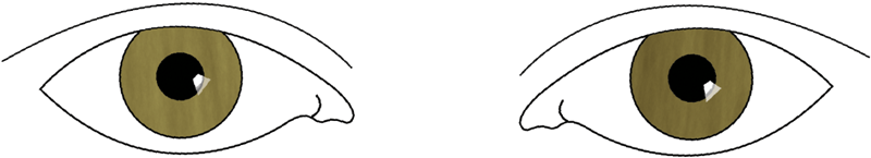 Download Two Eyed Seeing - Two Eyes - Full Size PNG Image - PNGkit