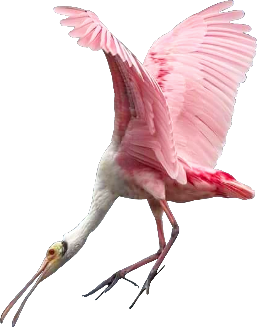 Download Ftesticker Sticker - Flamingo - Full Size PNG Image - PNGkit