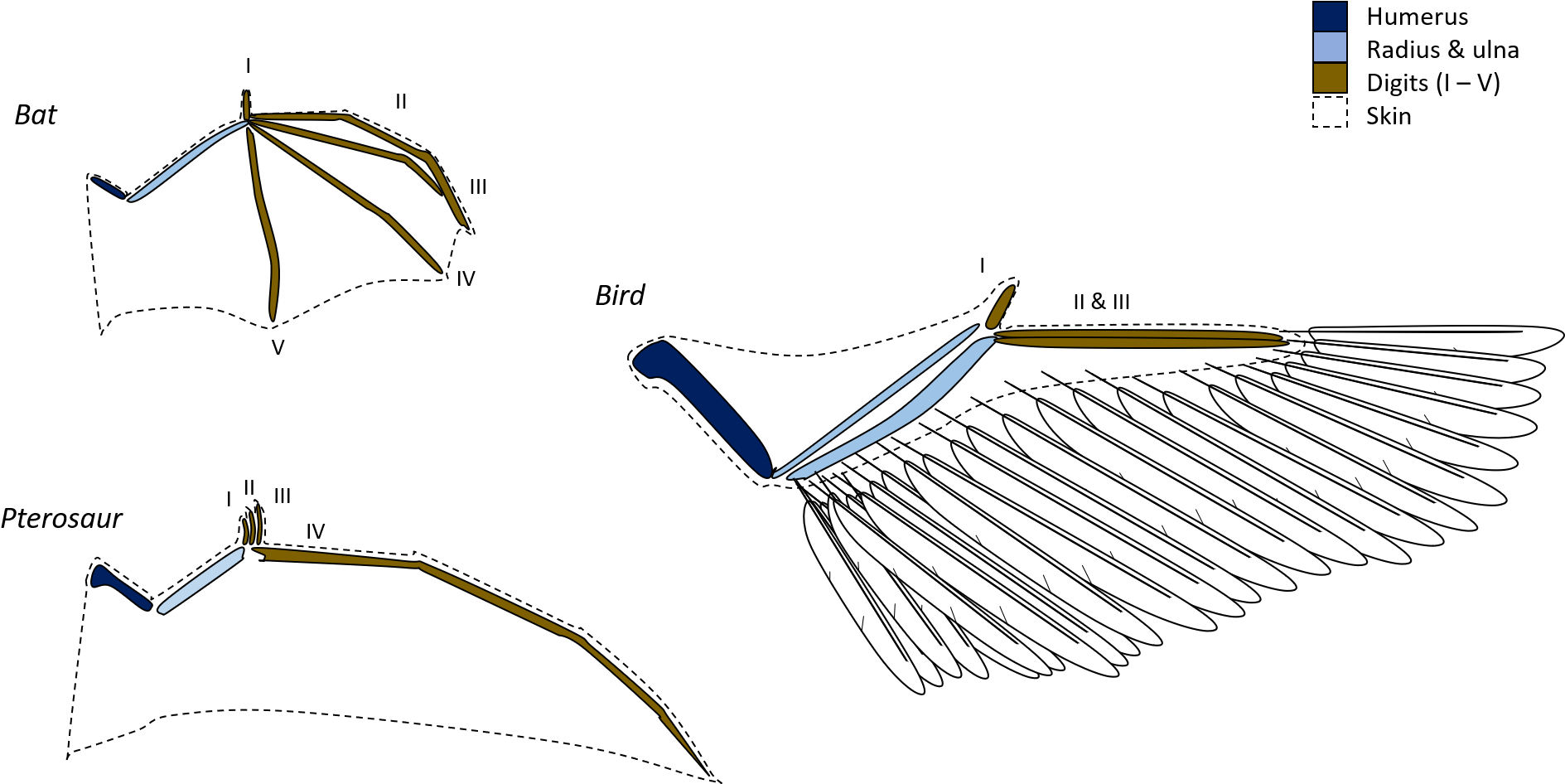 Download Wings And Feathers - Diagram - Full Size PNG Image - PNGkit
