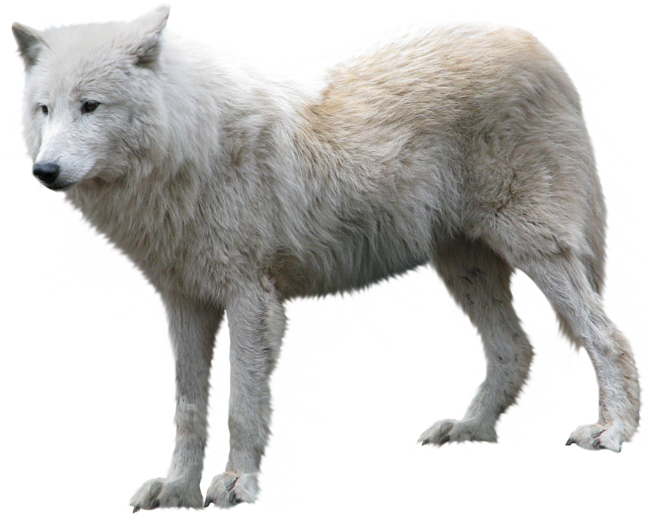 Download Arctic Wolf Png - Full Size PNG Image - PNGkit