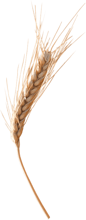 Download Wheat Ear Png - Full Size PNG Image - PNGkit