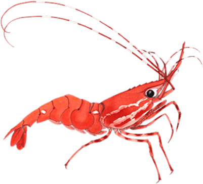 Download Transparent Shrimp Transparent Background - PNGkit