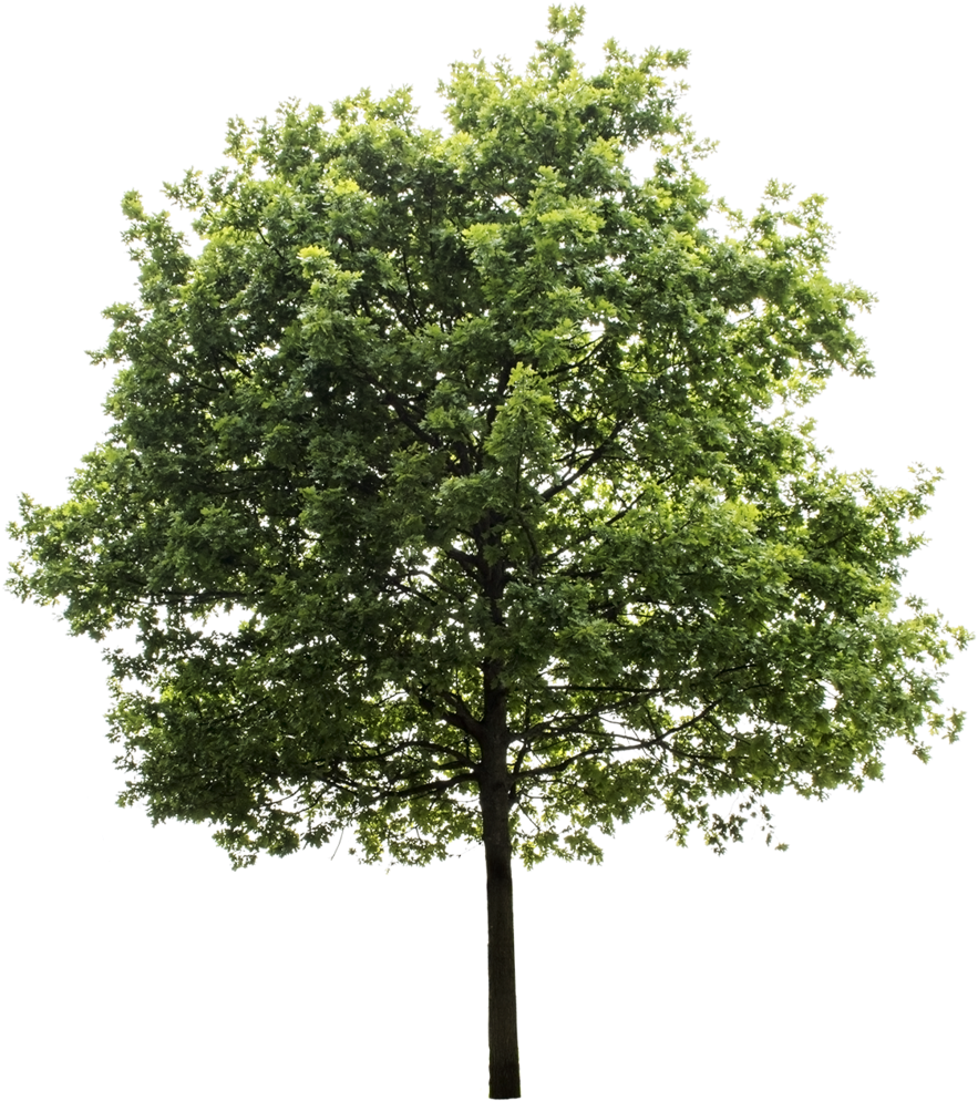 Download Transparent Tree Render, Oak Tree, Trees To Plant, Tree ...