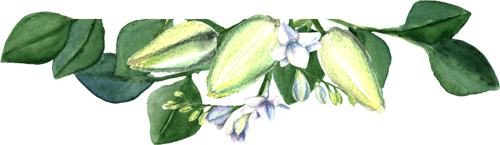 Download Fresh Green Plant Transparent - Plants - Full Size PNG Image ...