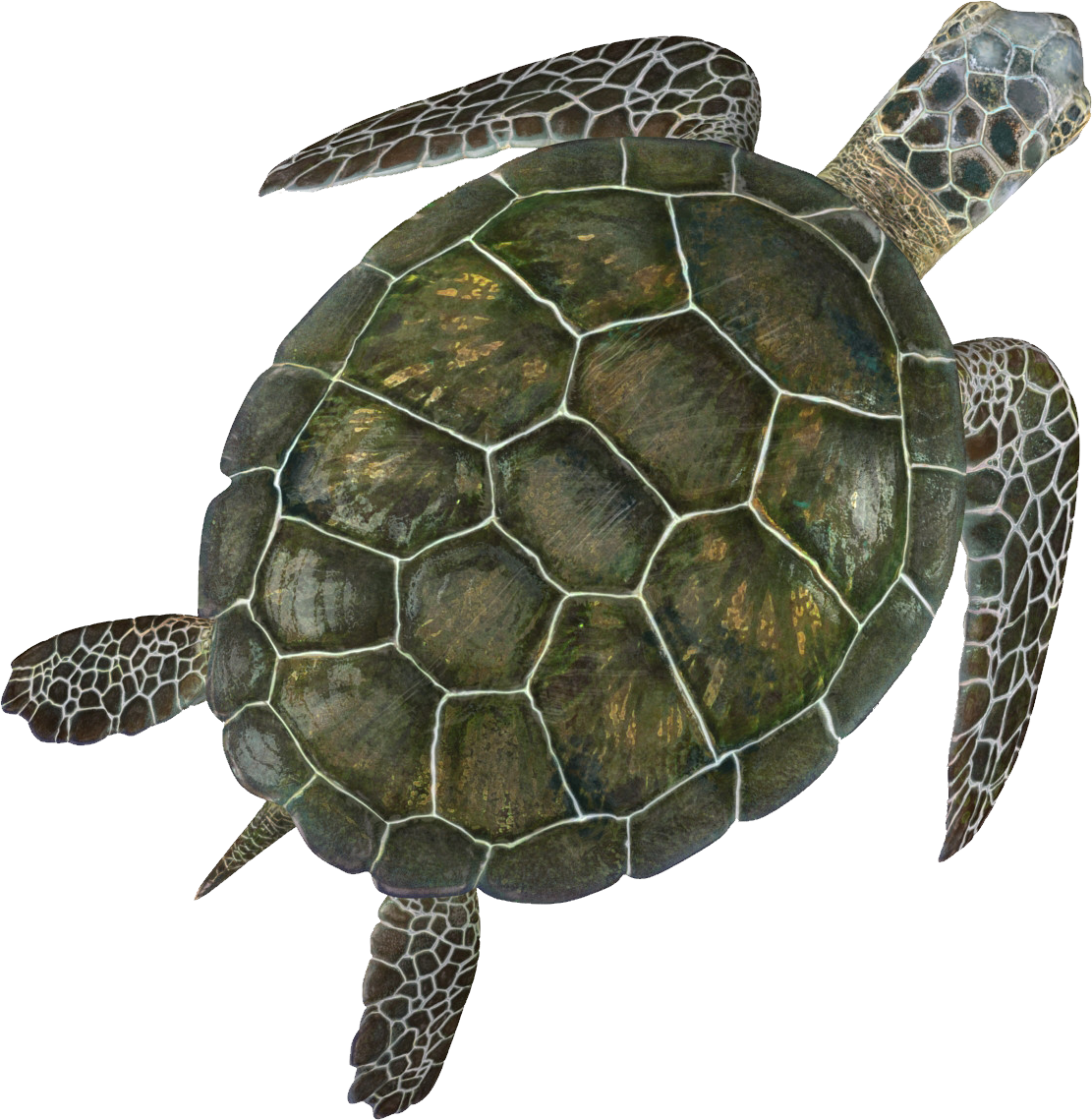 Download Turtle Png - Green Sea Turtle Png - Full Size PNG Image - PNGkit