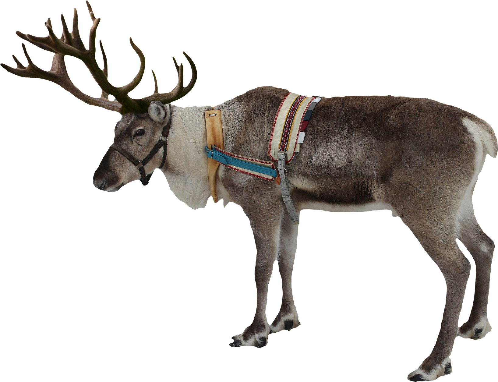 Download Reindeer Png - Full Size PNG Image - PNGkit