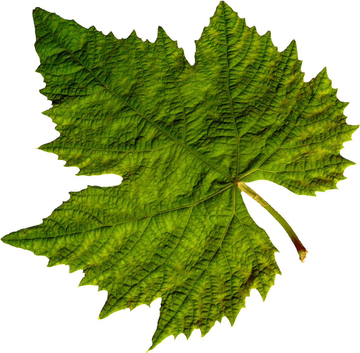 Download Nature - Grape Leaf Png - Full Size PNG Image - PNGkit