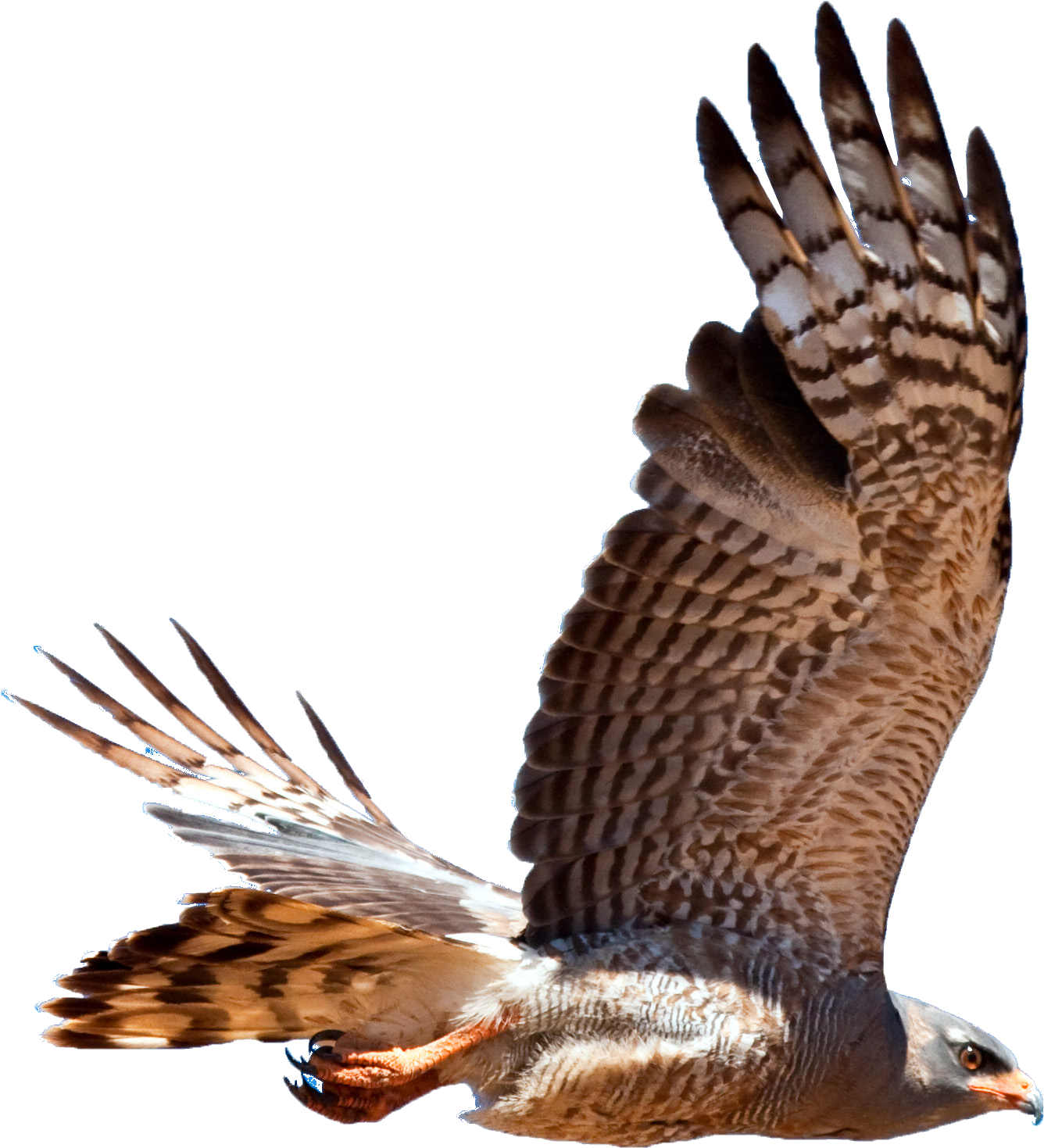 Download Hawk Png Graphic Stock - Hawk Png - Full Size PNG Image - PNGkit
