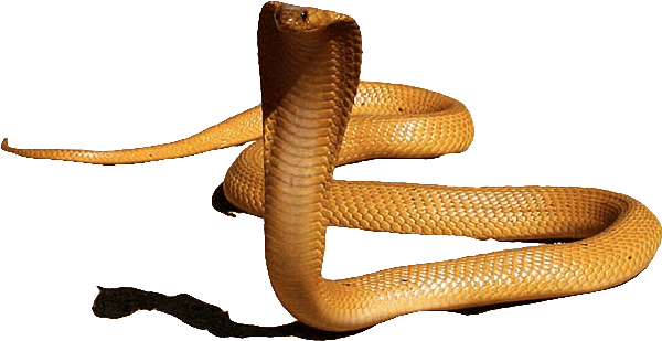 Download King Cobra Png Hd - Cobra Png Transparent - Full Size PNG ...