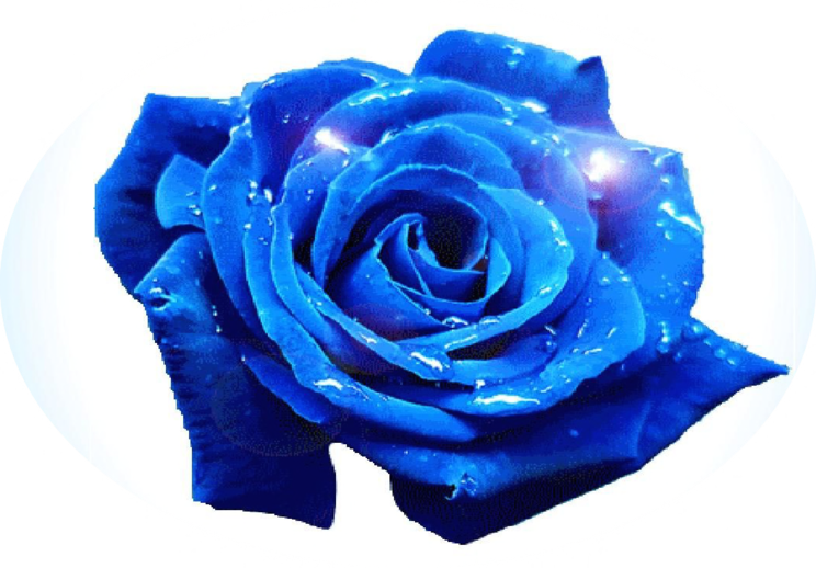 Download Blue Rose Opening Gif - Full Size PNG Image - PNGkit