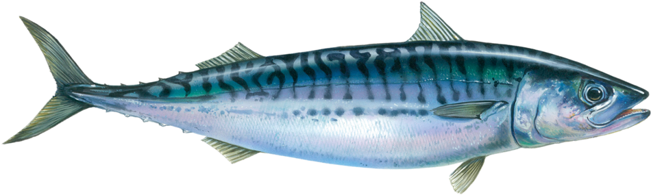 Download Atlantic Mackerel - Mackerel Transparent - Full Size PNG Image ...