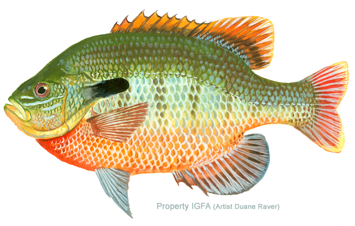 Download Sunfish Redbreast Lepomis Auritus - Redbreast Sunfish - Full ...