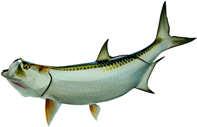 Download Tarpon Fish Png - Full Size PNG Image - PNGkit