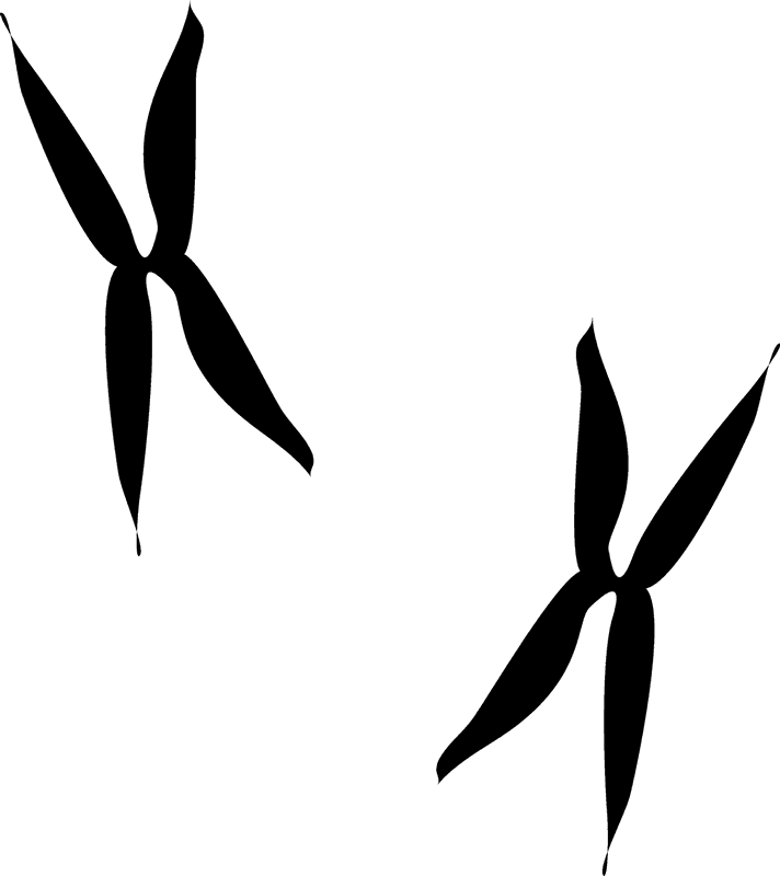 Download Roadrunner Tracks Rubber Stamp - Rubber Stamping - Full Size ...