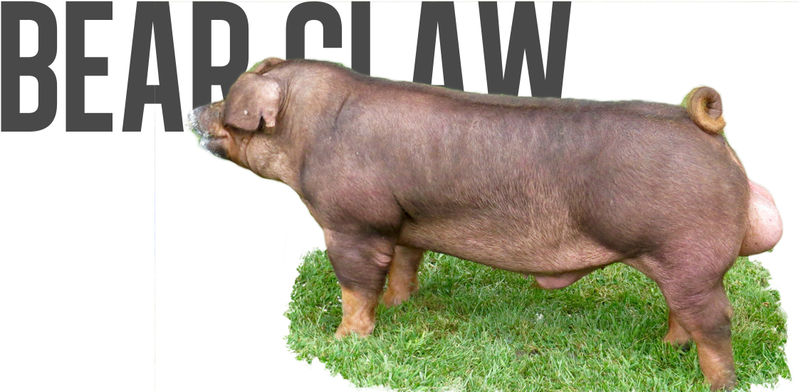 Download Indian Outlaw X Royal Flush - Tshego - Full Size PNG Image ...