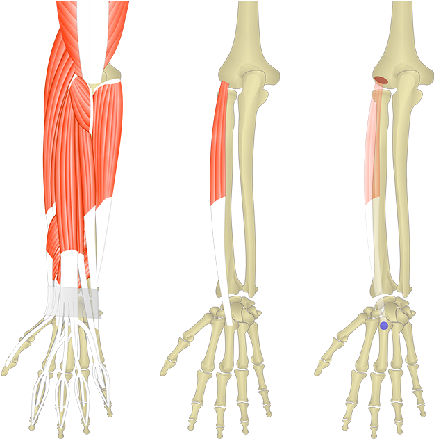 Download Extensor Digitorum - Full Size PNG Image - PNGkit