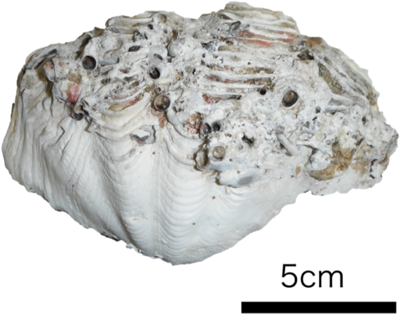 Download Giant Clam Shell - Giant Clam - Full Size PNG Image - PNGkit