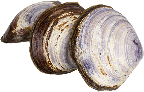 Download Bc Clams - Full Size PNG Image - PNGkit